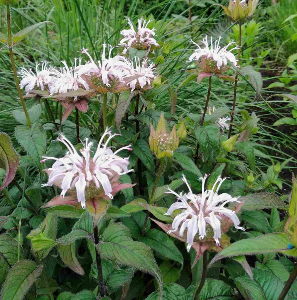 Monarda bradburiana Monarda bradburiana