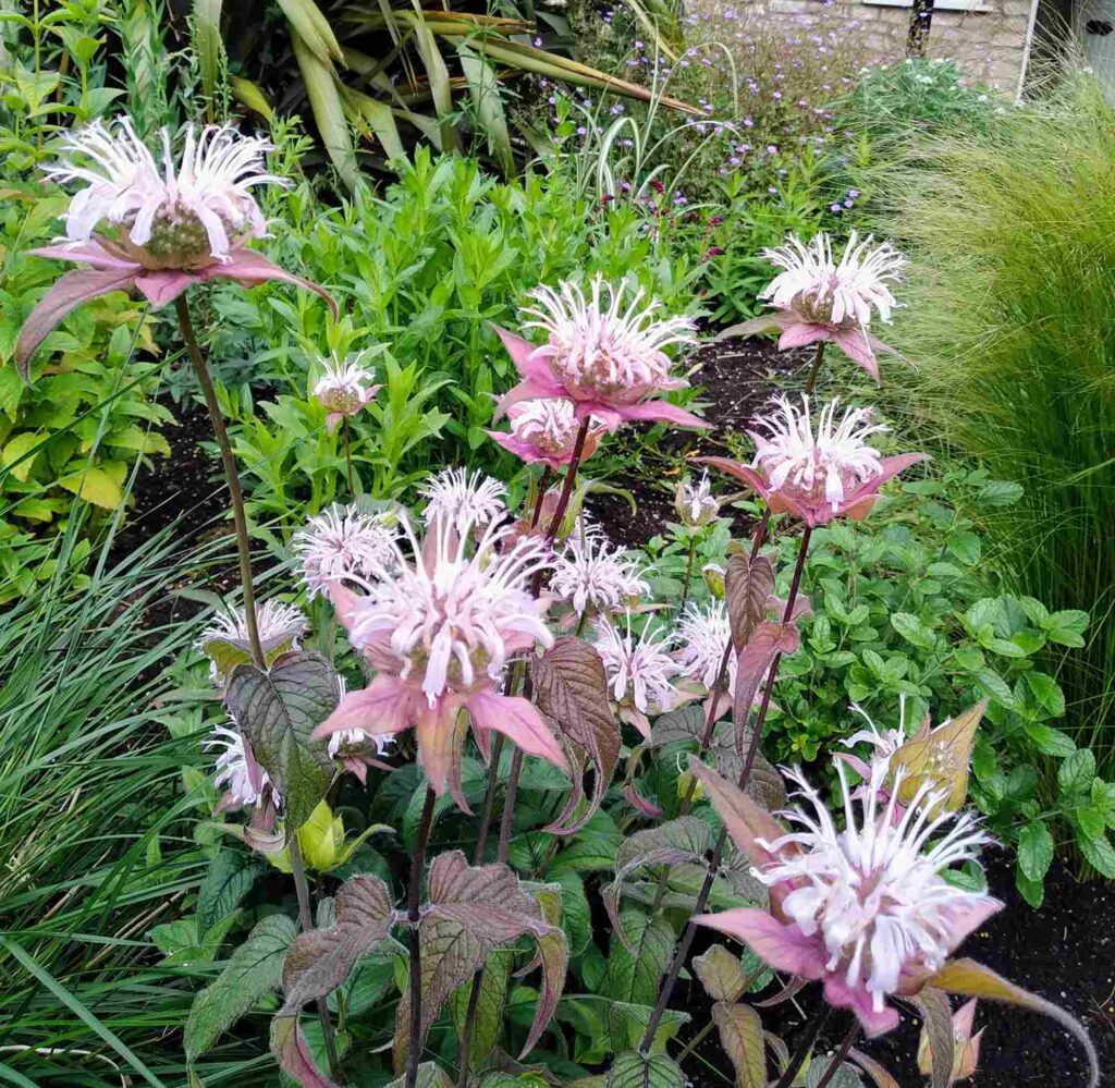 Monarda bradburiana Monarda bradburiana