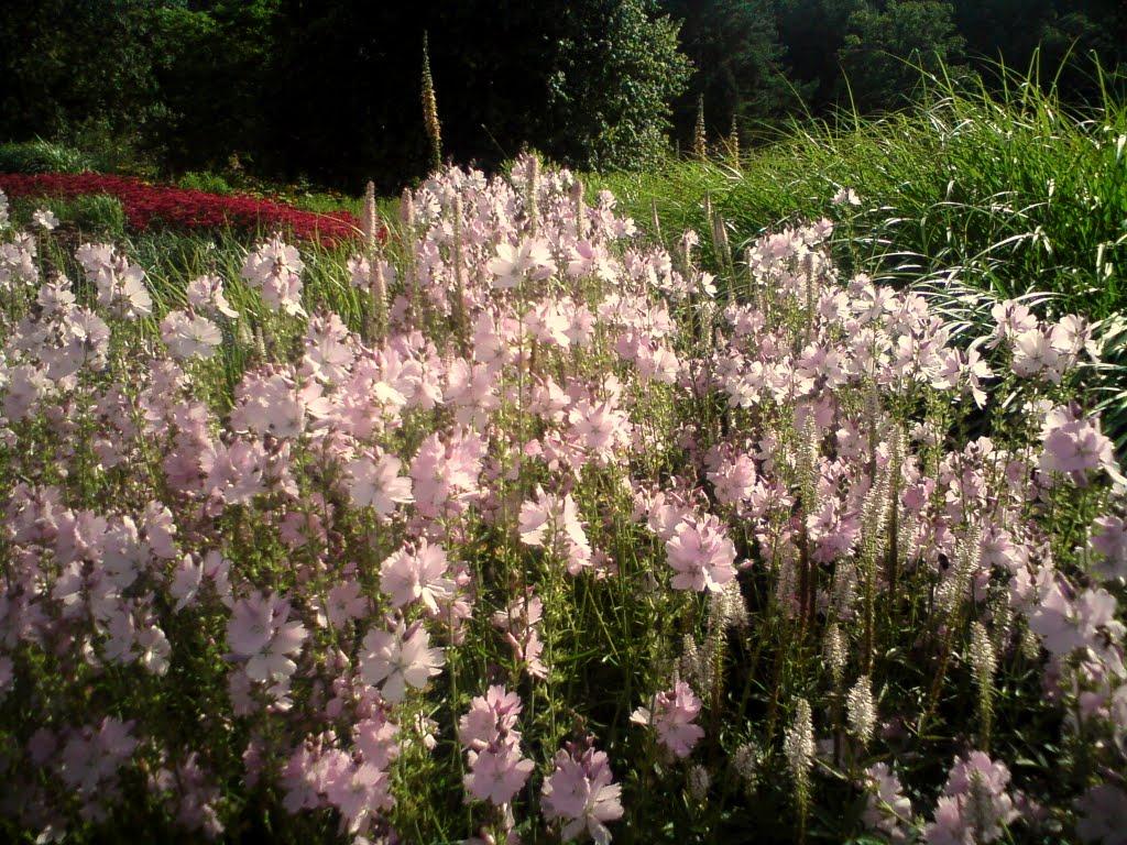 Home - PetersPlants petersplants.co.uk store