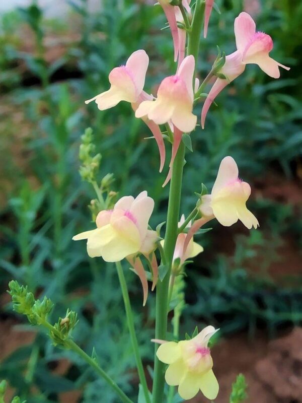 Linaria ‘peachy’ – a pretty variety - Beautiful Perennial plants Online ...