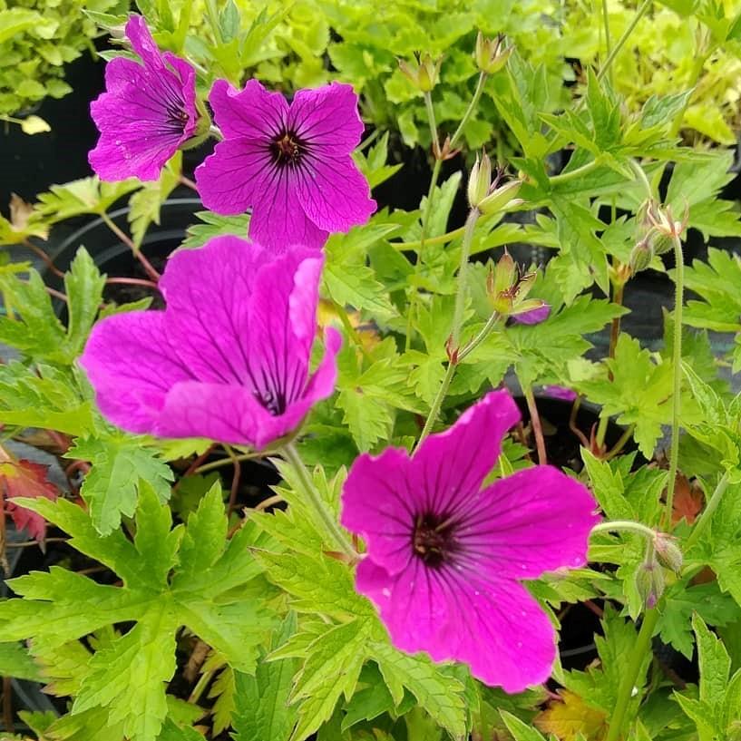 Geranium 'Red Admiral' - PetersPlants