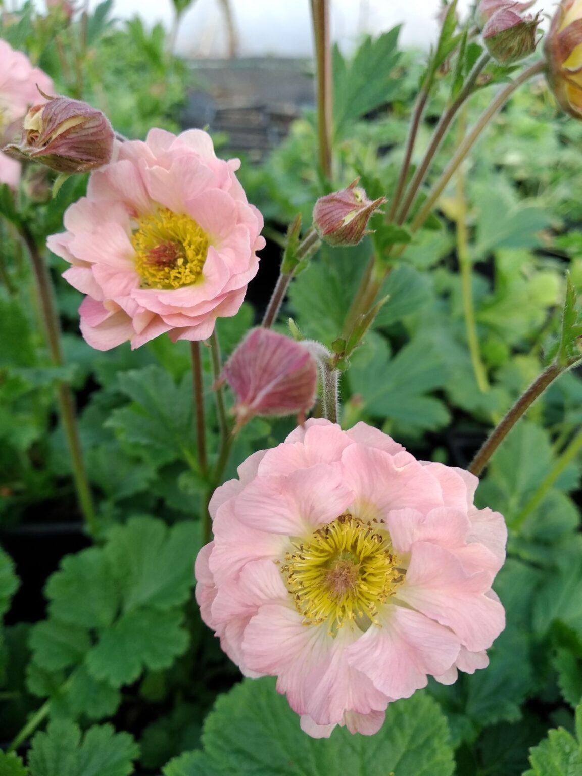 Geum ‘Peachy Pink’ - PetersPlants