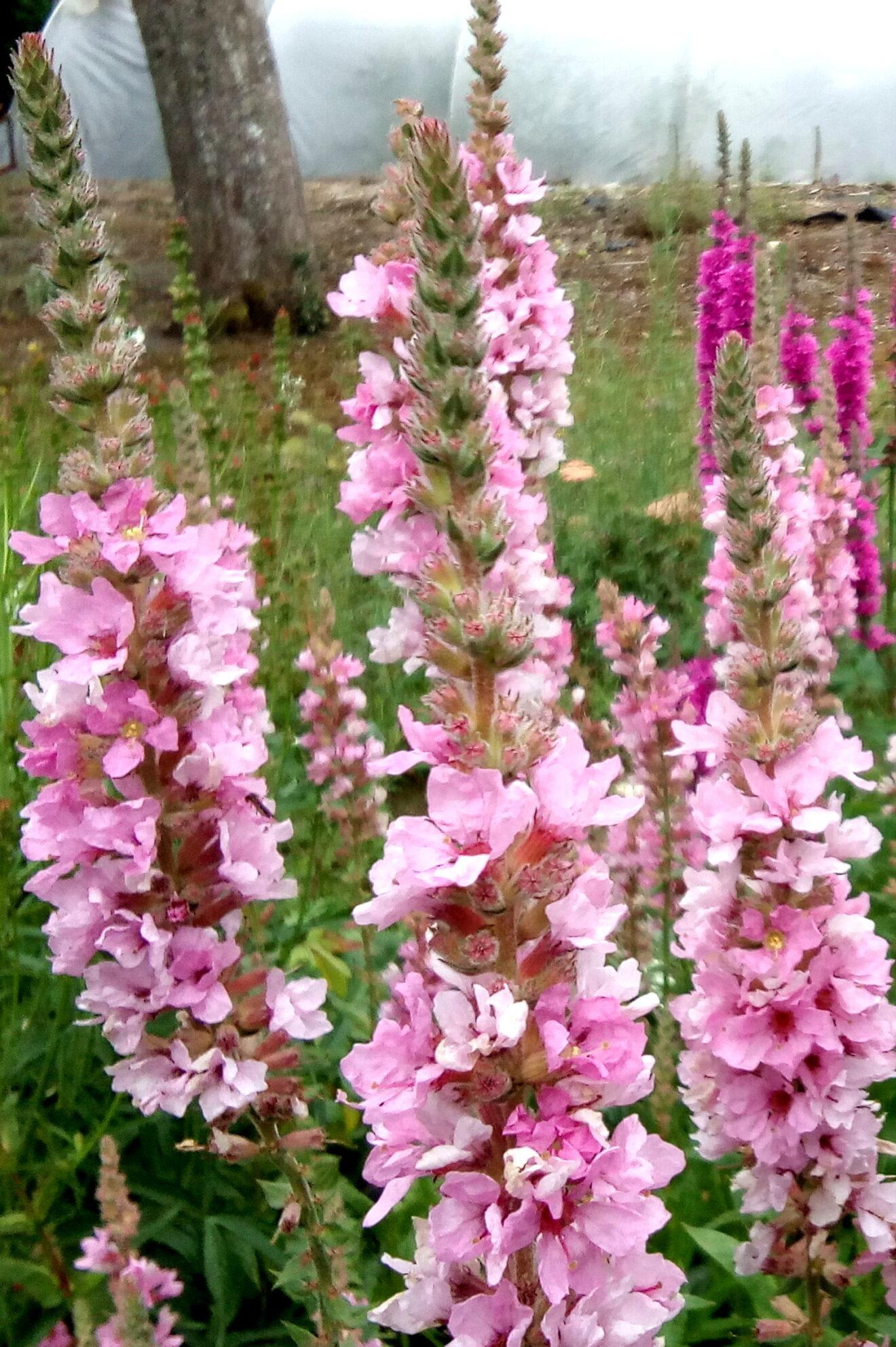 Lythrum salicaria ‘Blush’ - PetersPlants
