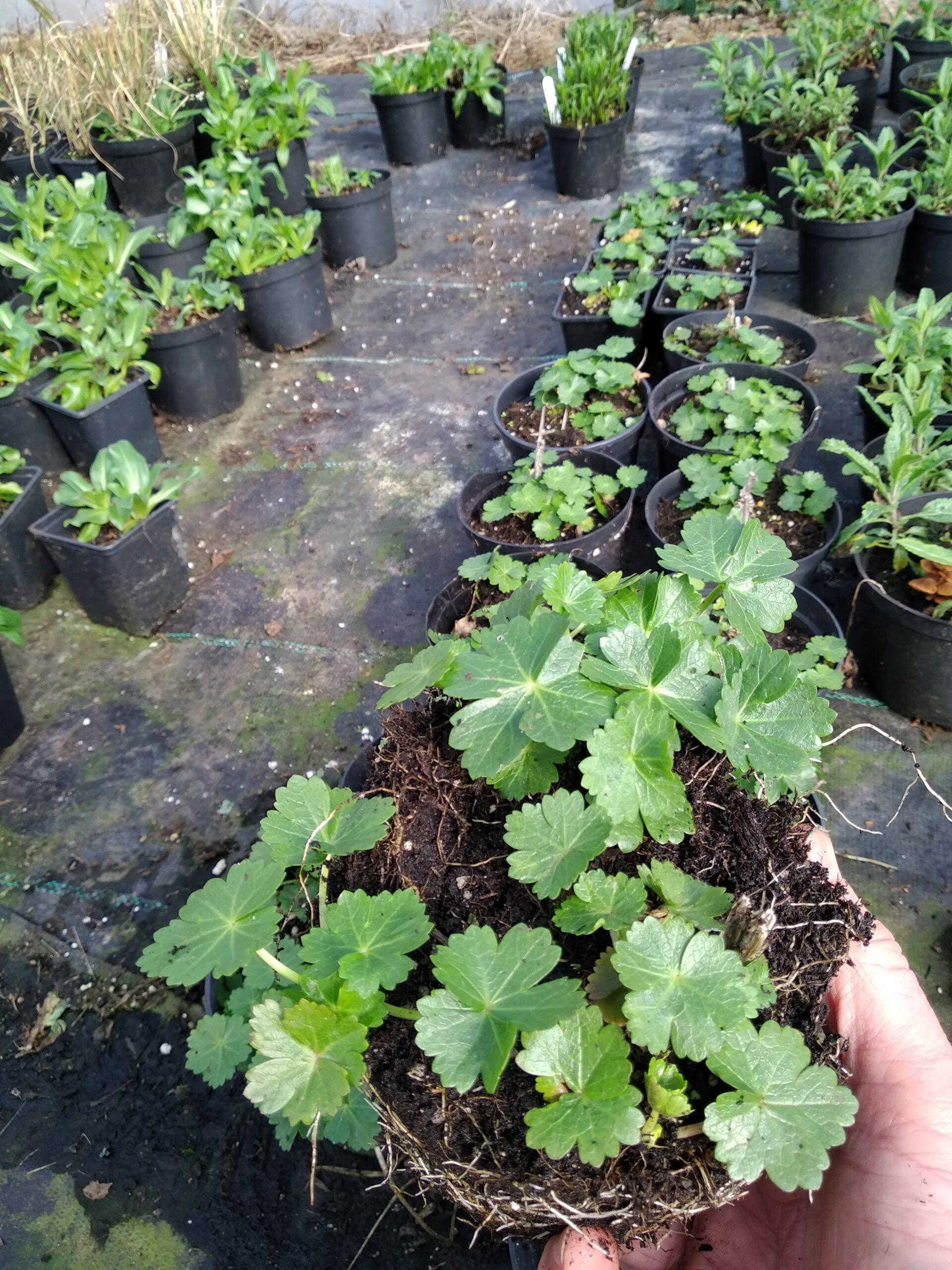 Sidalcea candida 'Alba' - PetersPlants