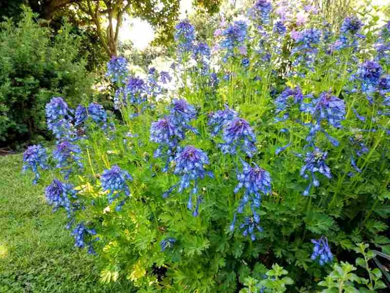 Corydalis calycosa is a striking, shade-loving perennial