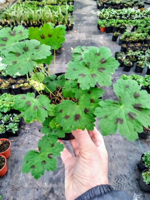 Geranium phaeum 'samobor' - PetersPlants