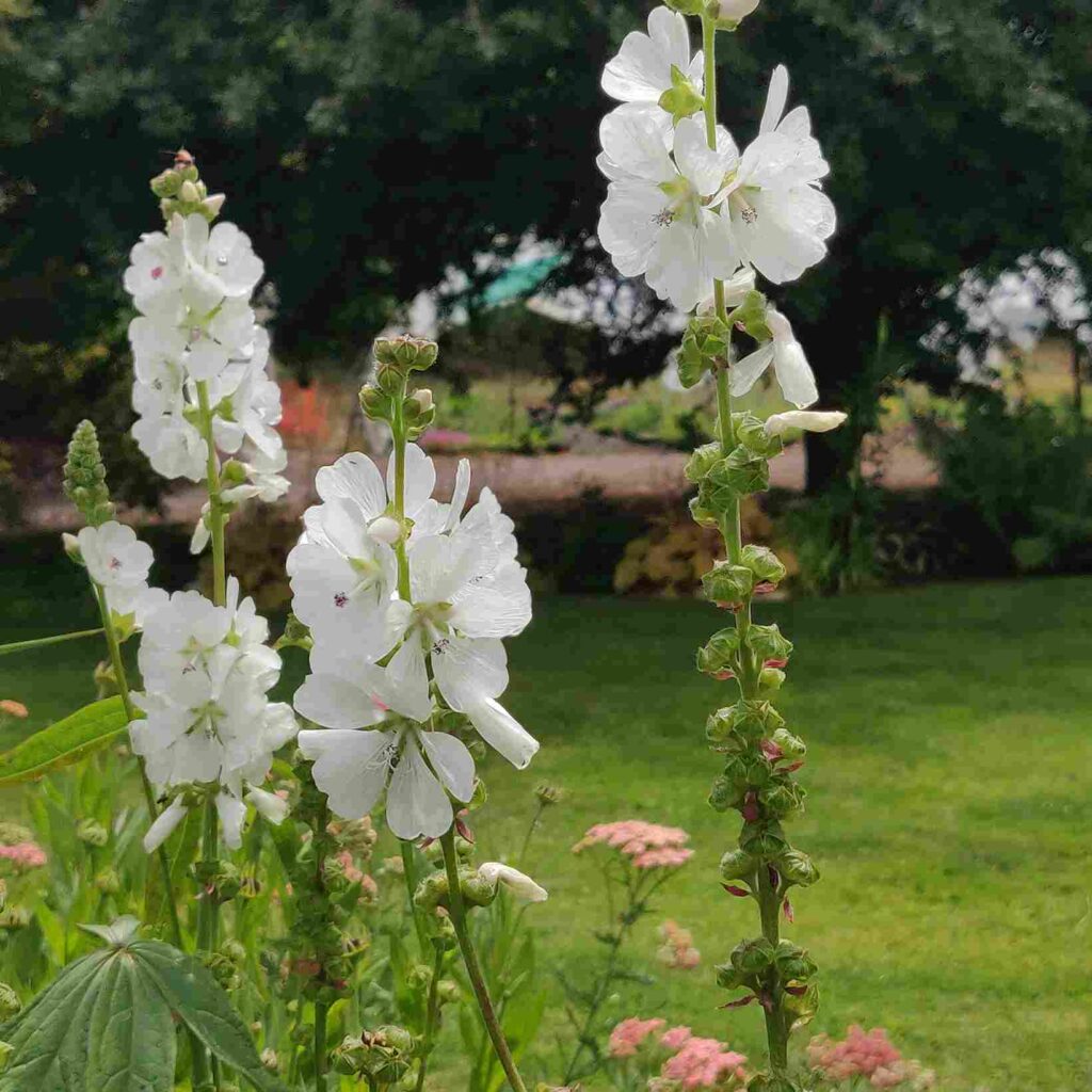 Sidalcea candida ‘Alba’ sidalcea candida alba