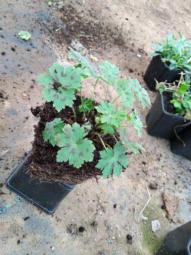 Geranium phaeum 'samobor' - PetersPlants
