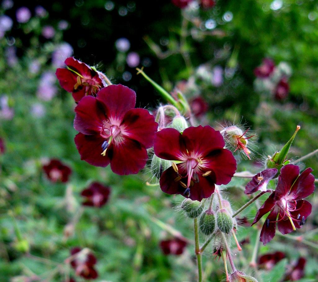 Geranium phaeum 'samobor' - PetersPlants