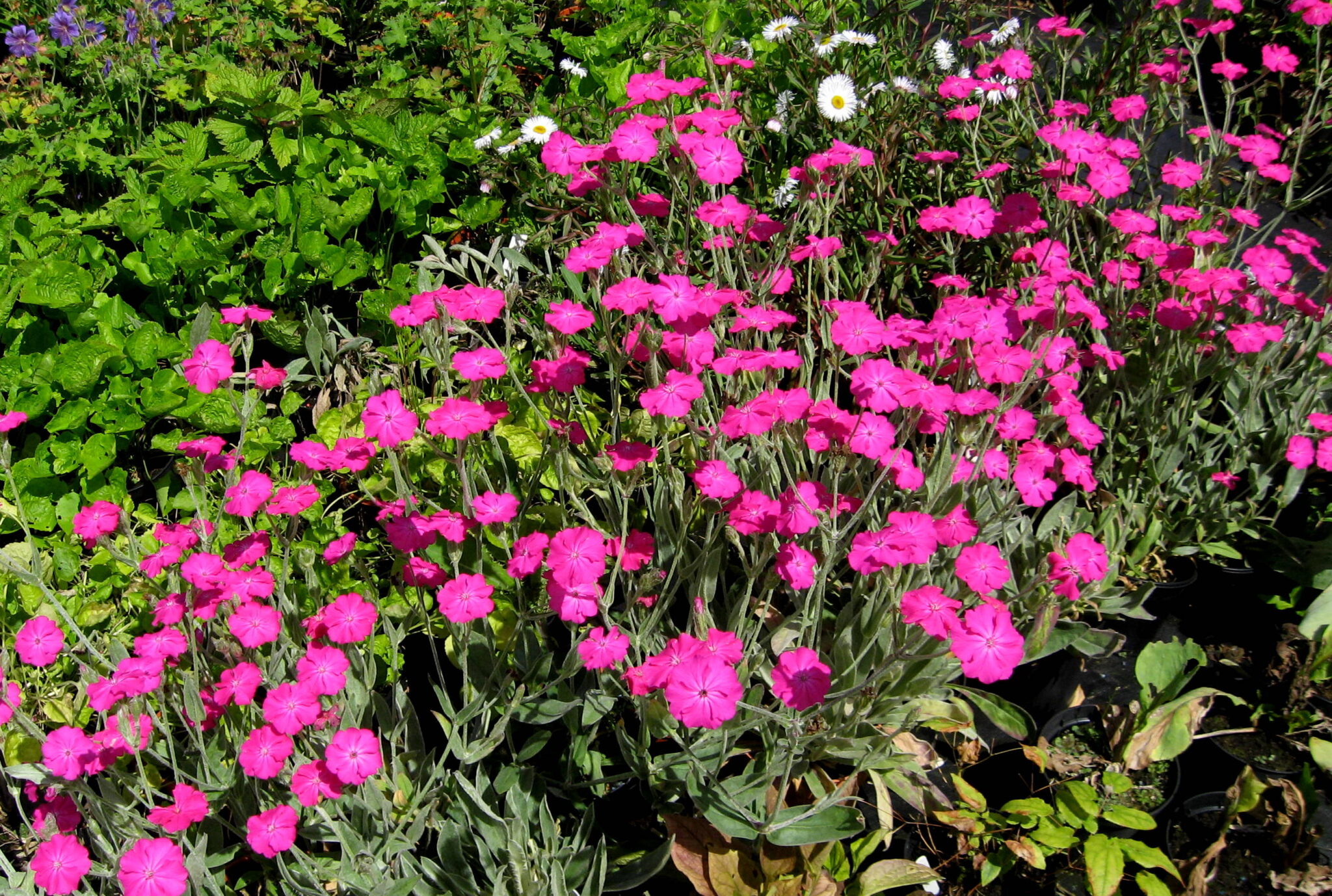 Lychnis 'Hill Grounds' - PetersPlants