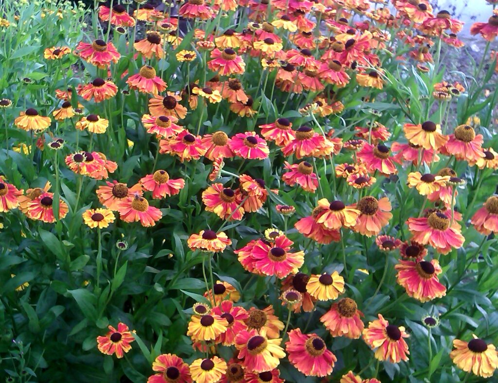 Helenium ‘Sahin’s Early Flowerer’ - PetersPlants
