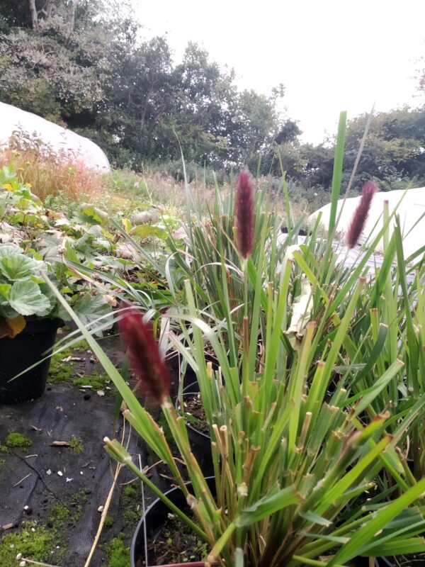 Pennisetum thunbergii ‘Red Buttons’ - PetersPlants