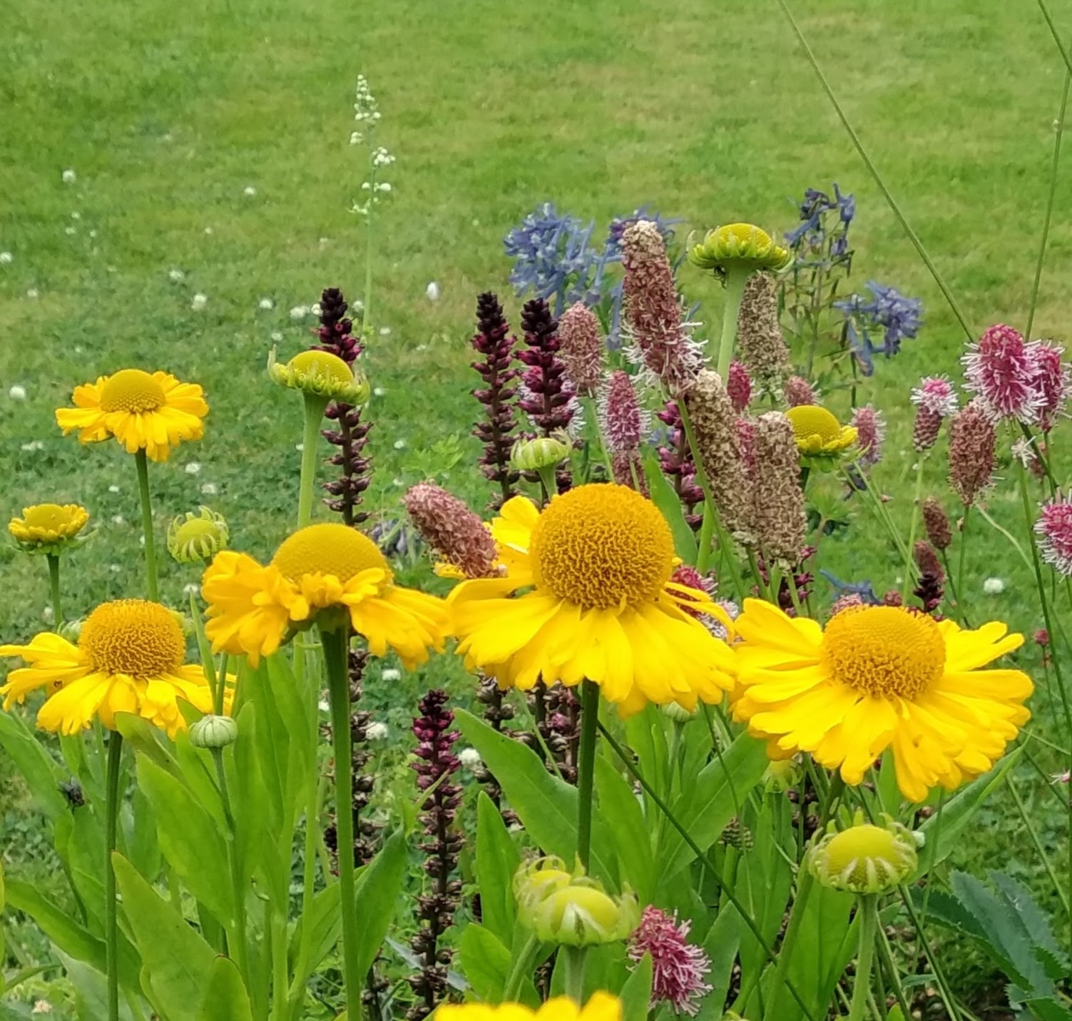 Helenium 'Butterpat' - PetersPlants