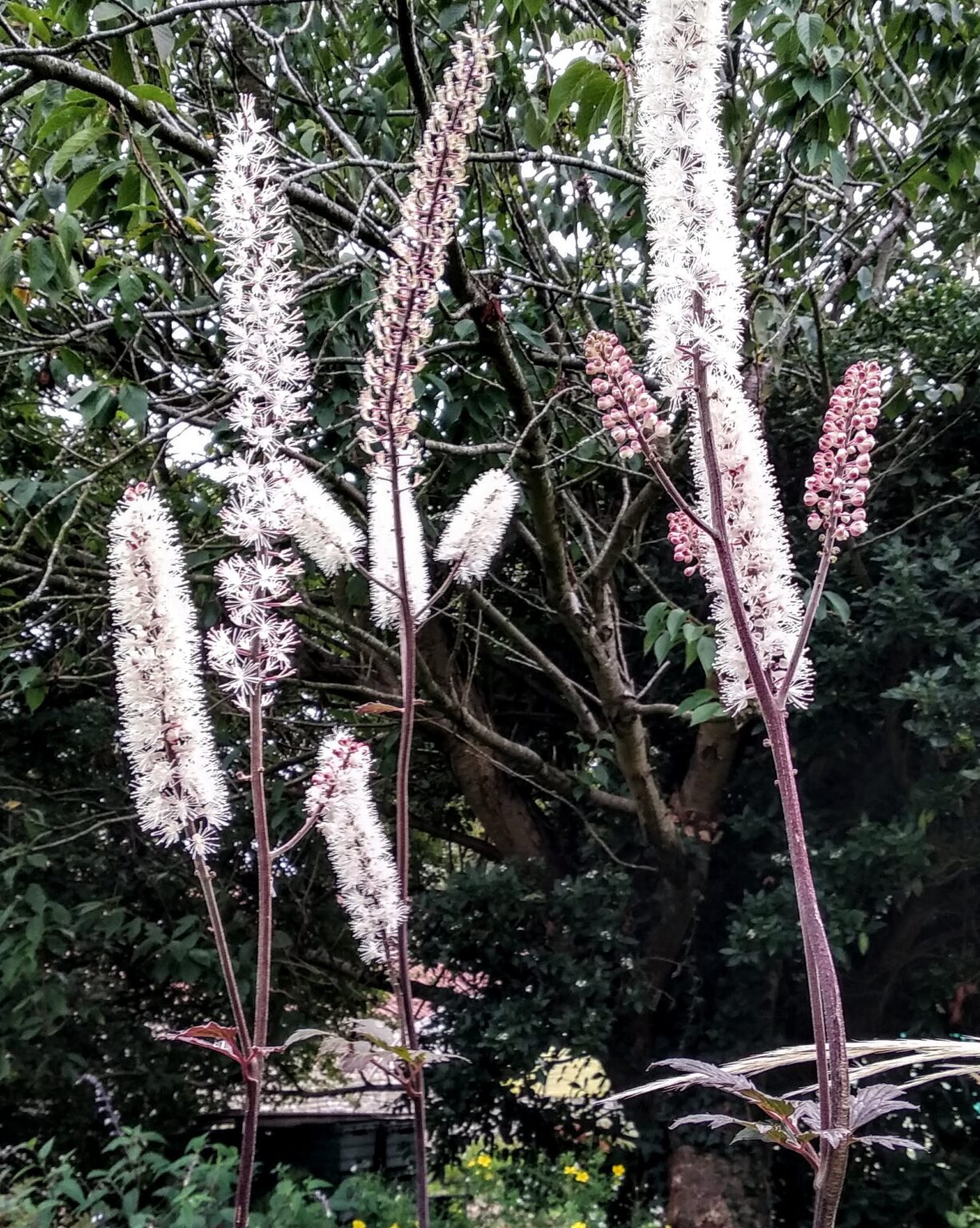 Actaea atropurpurea - PetersPlants