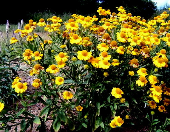 Helenium 'Butterpat' - PetersPlants