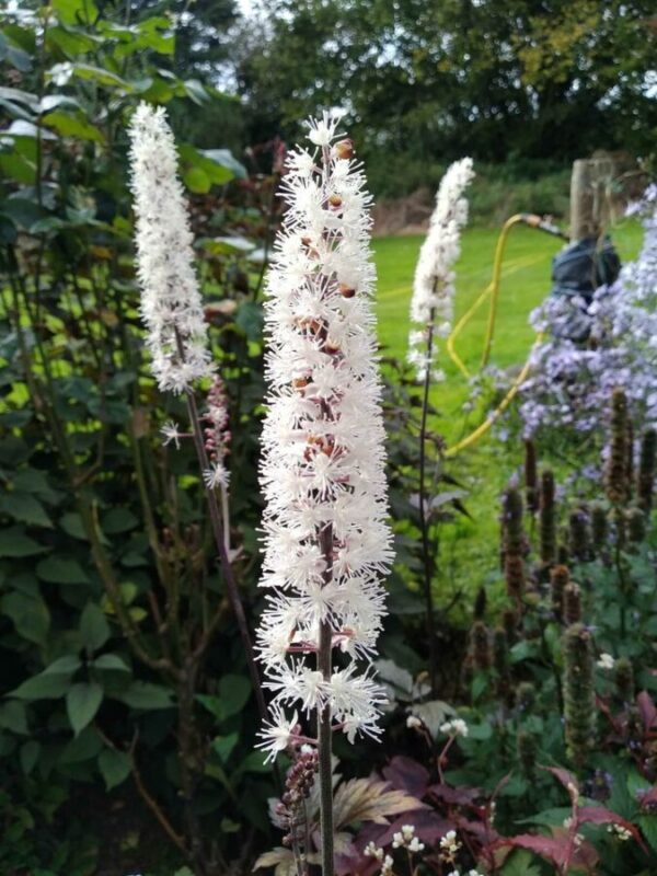 Actaea atropurpurea - PetersPlants