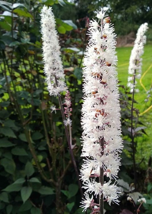 Actaea atropurpurea - PetersPlants