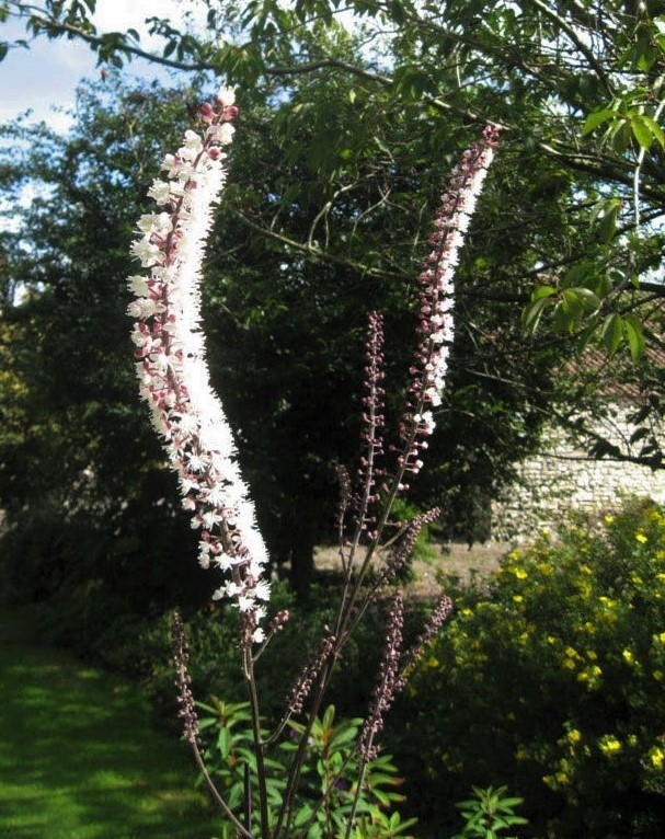 Actaea atropurpurea - PetersPlants