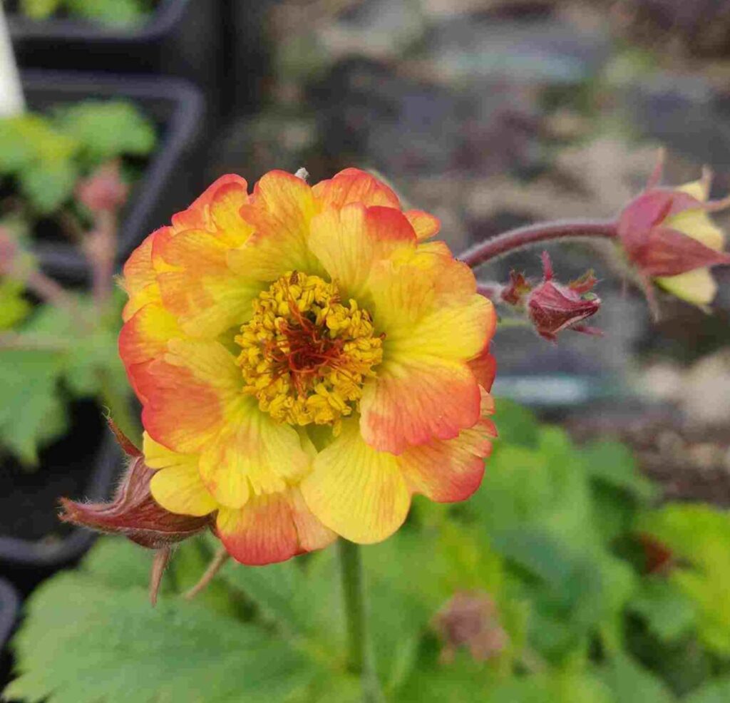 Geum ‘apricot yellow’ - PetersPlants