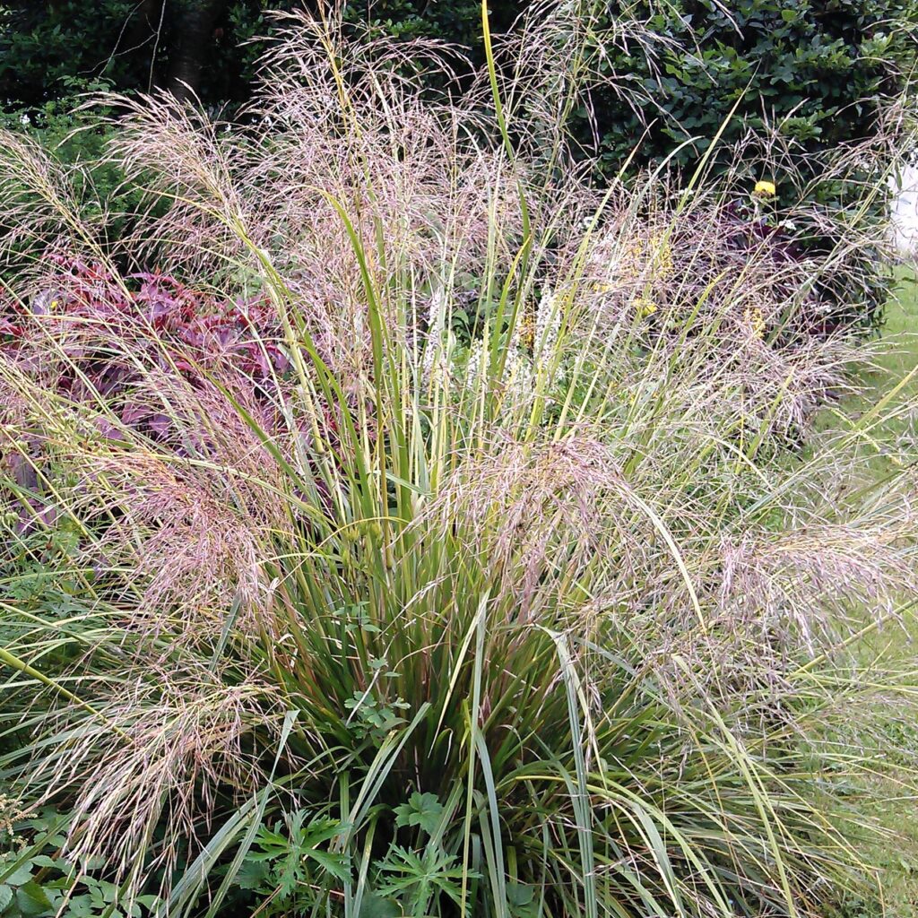 Stipa gigantea - PetersPlants