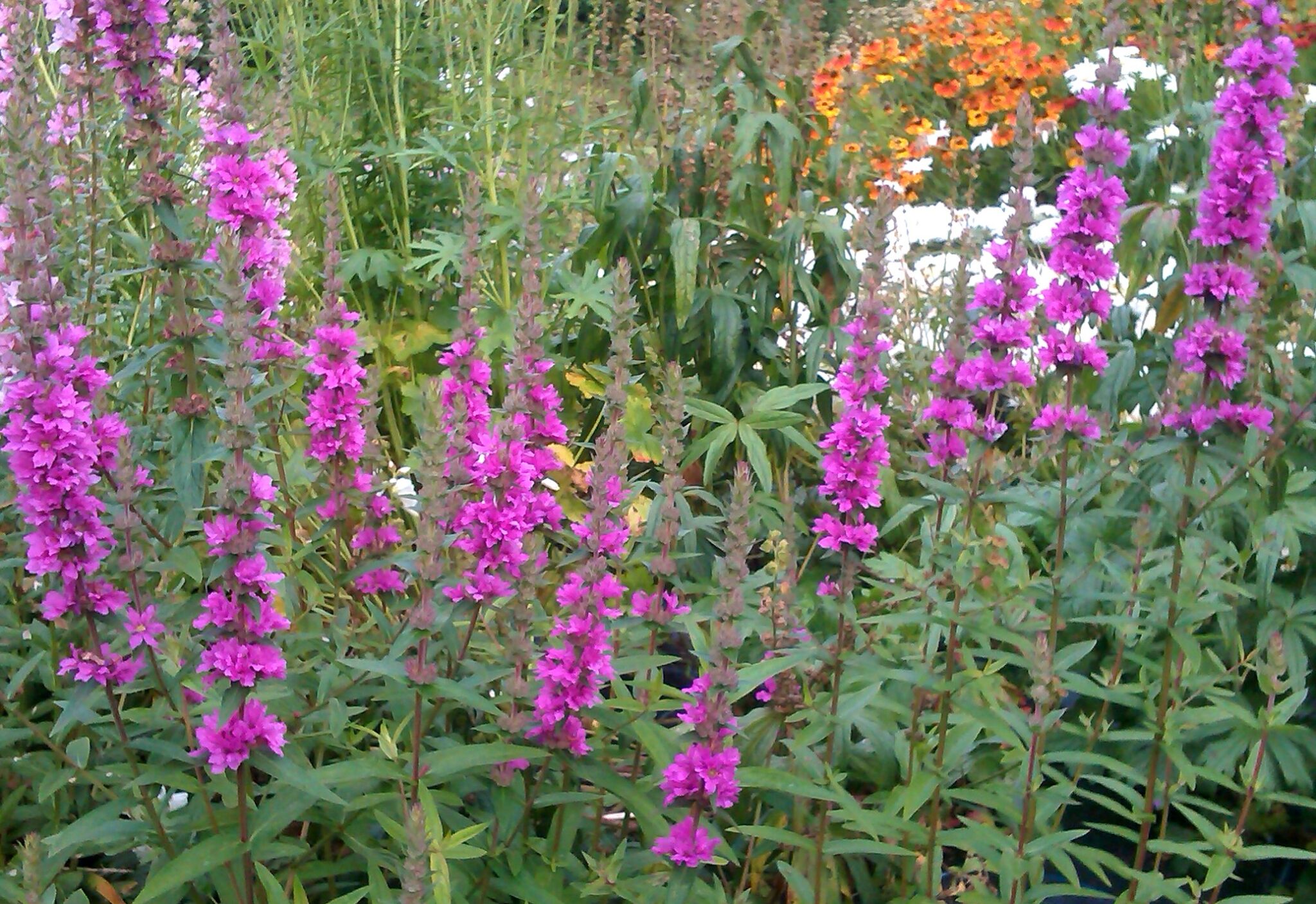 Lythrum salicaria ‘Robert’ - PetersPlants