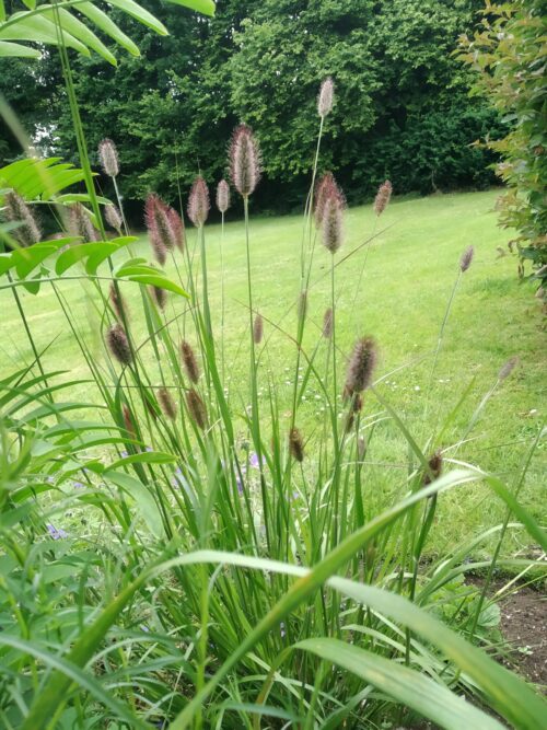 Pennisetum thunbergii ‘Red Buttons’ - PetersPlants