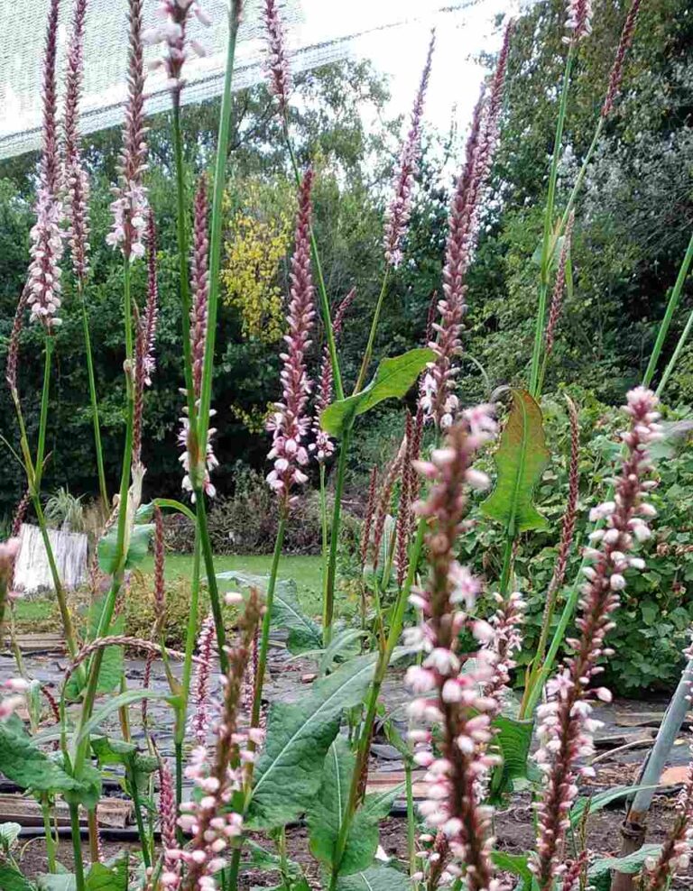 Persicaria amplexicaulis ‘rosea’ - Peters Plants