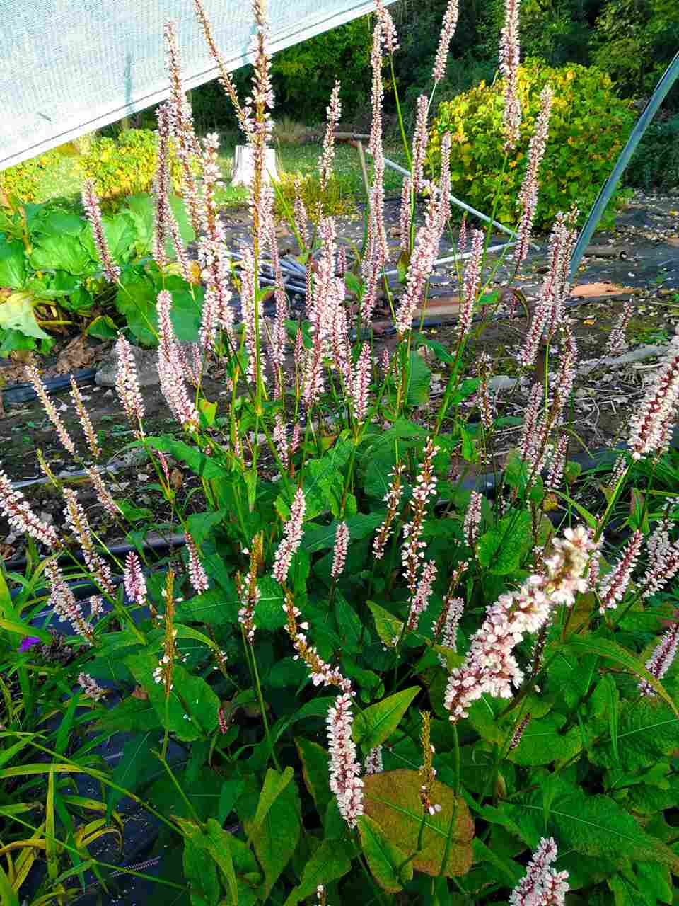 Persicaria amplexicaulis ‘rosea’ - PetersPlants