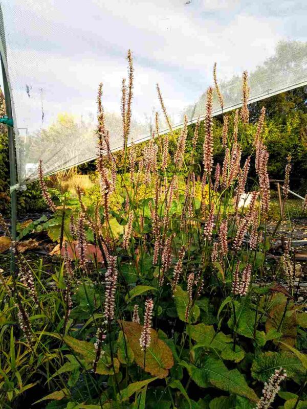 Persicaria amplexicaulis ‘rosea’ - PetersPlants