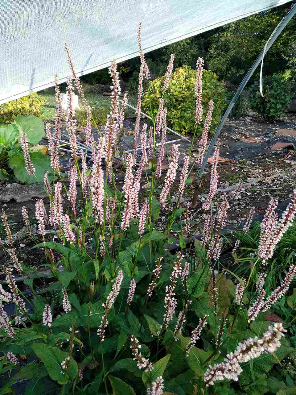 Persicaria amplexicaulis ‘rosea’ - PetersPlants