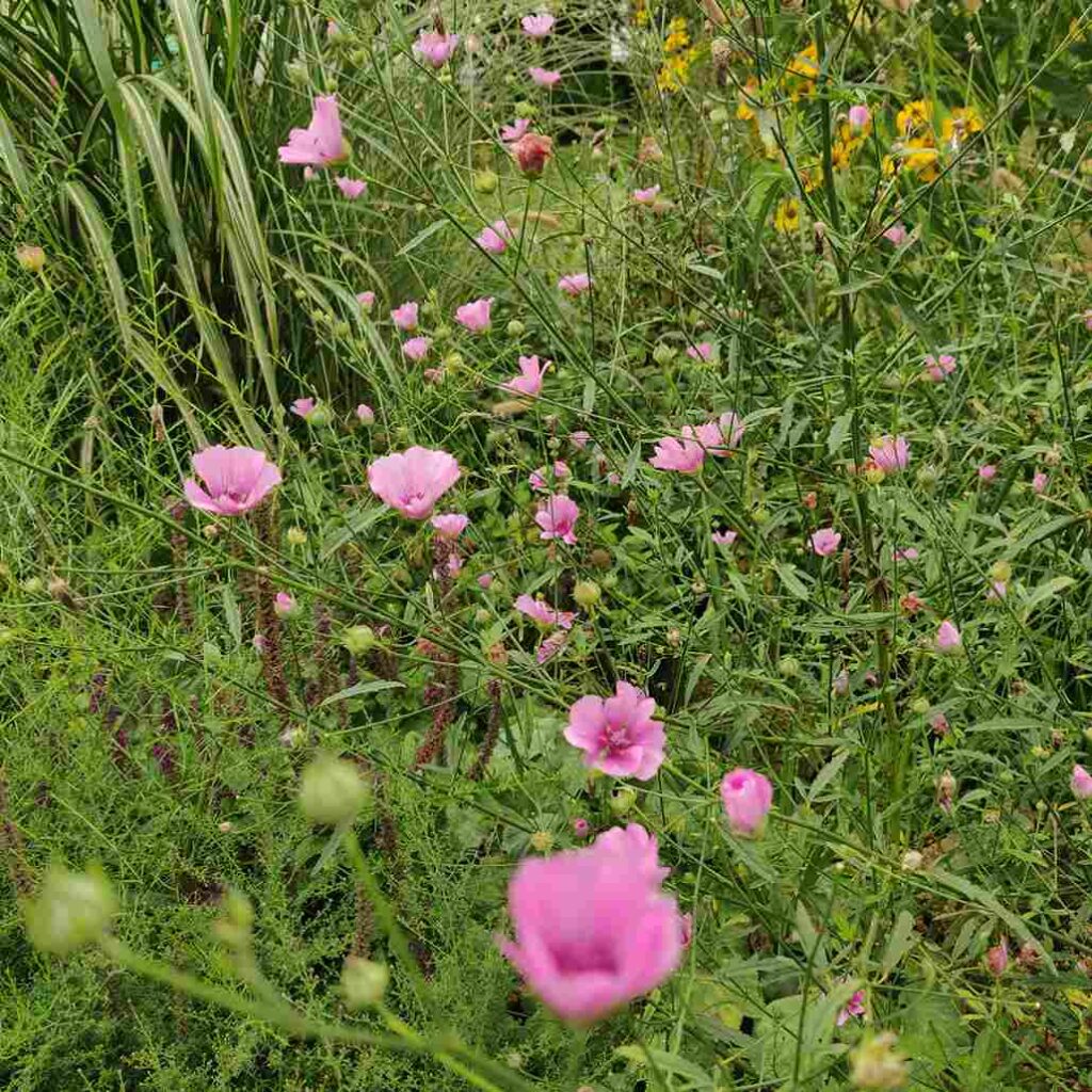 Althaea cannabina - Beautiful Perennial plants Online | PetersPlants