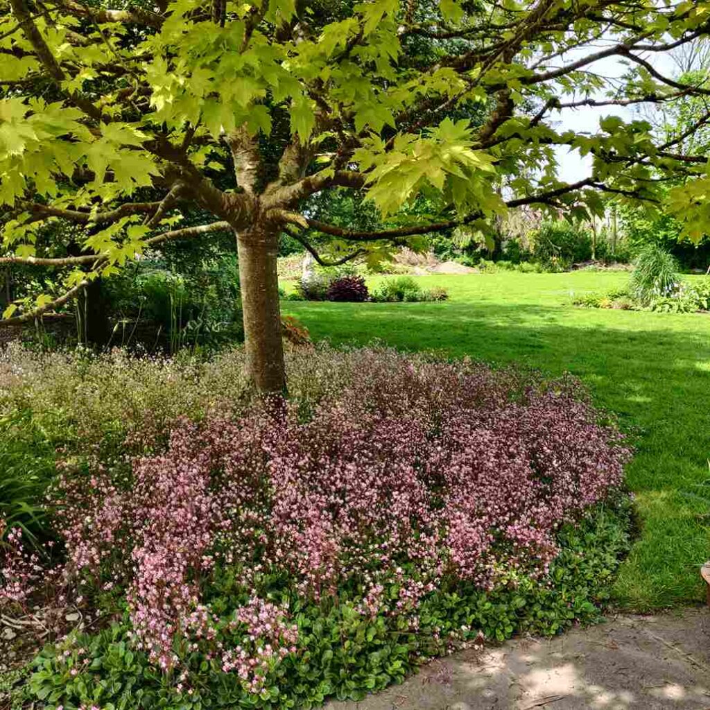 PetersPlants perennials and grasses