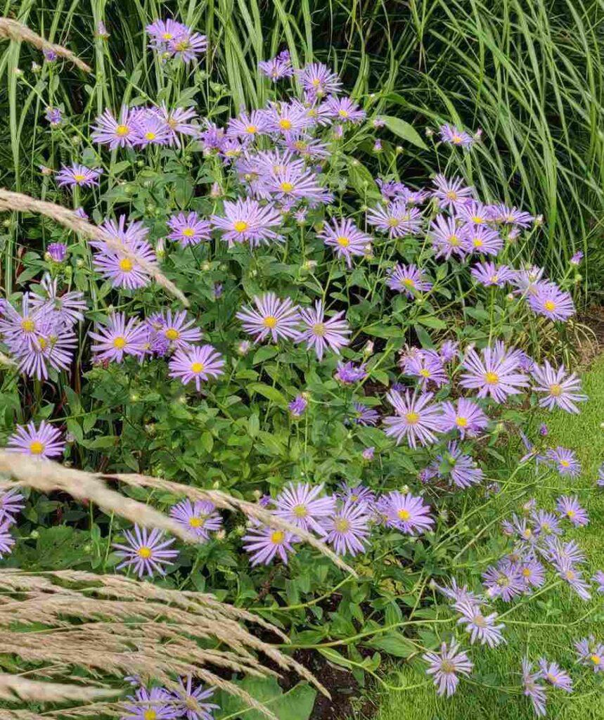 Aster 'Mönch' Aster × frikartii ‘Mönch’ – Lavender-Blue Summer Aster ...